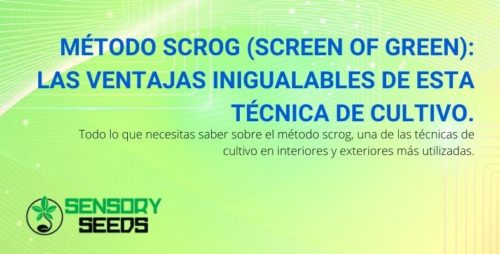 Método Scrog: las ventajas de esta técnica | Sensory Seeds