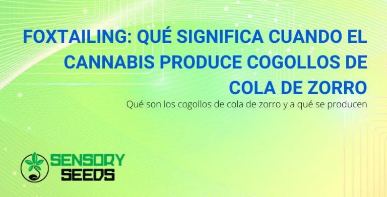 Foxtailing: el cannabis produce cogollos cola de zorro