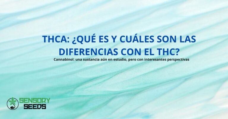 THCA: ¿qué es y cuáles son las diferencias con el THC?